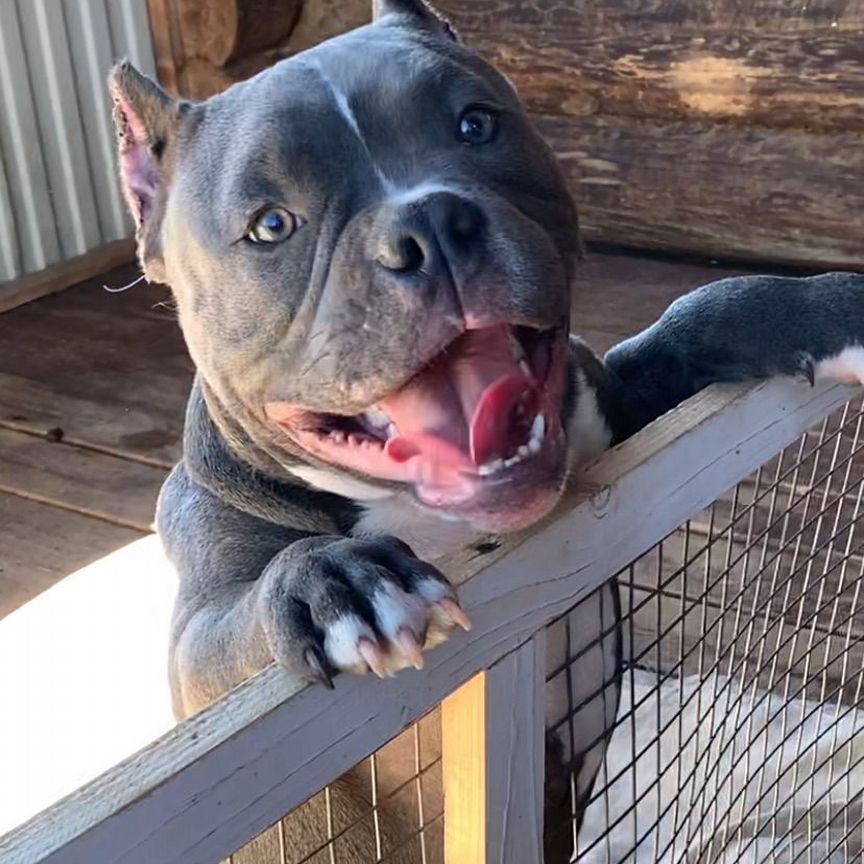 Американский булли