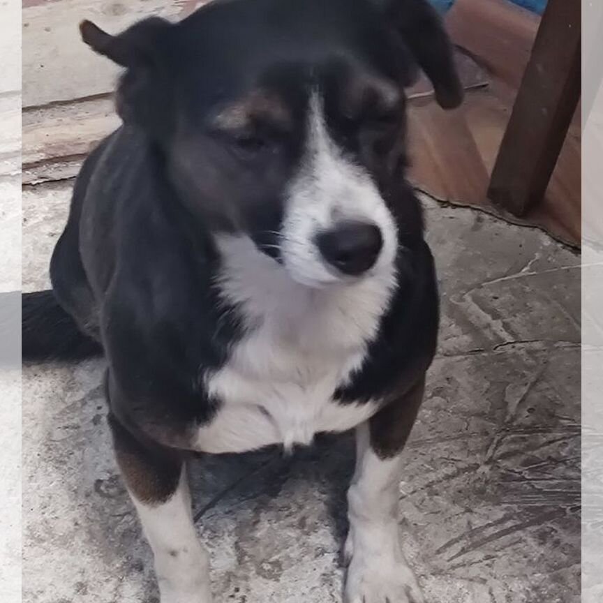 Собачку в добрые руки