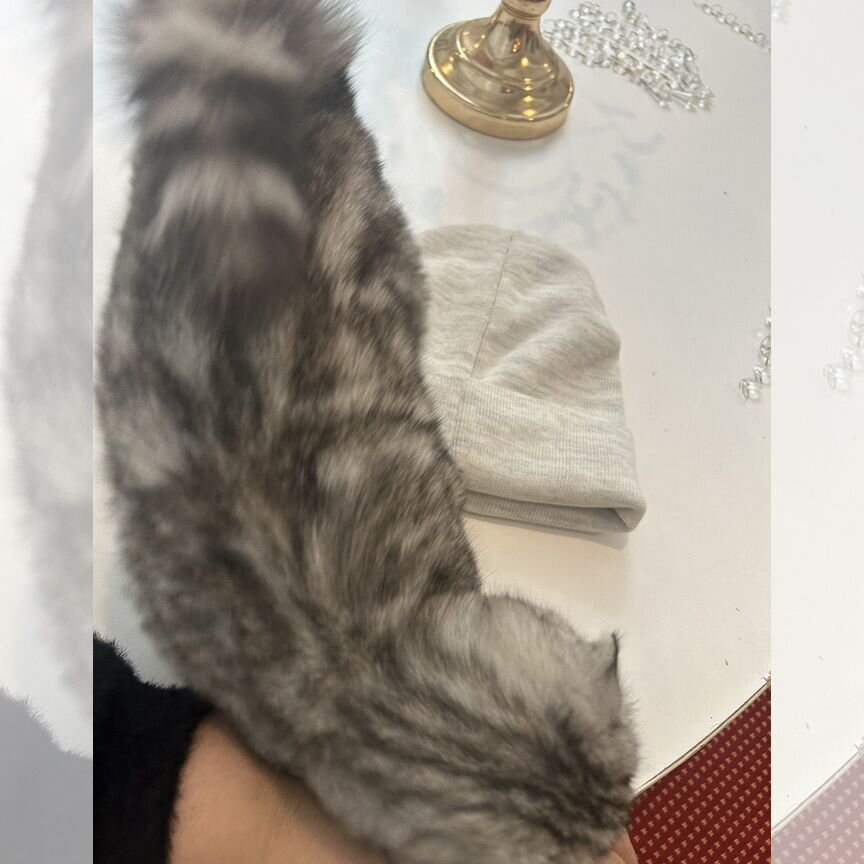 Шотландский вислоухий длинношёрстный котёнок