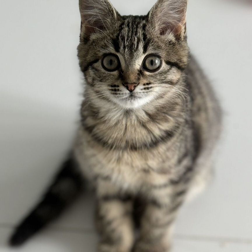 Кошка девочка