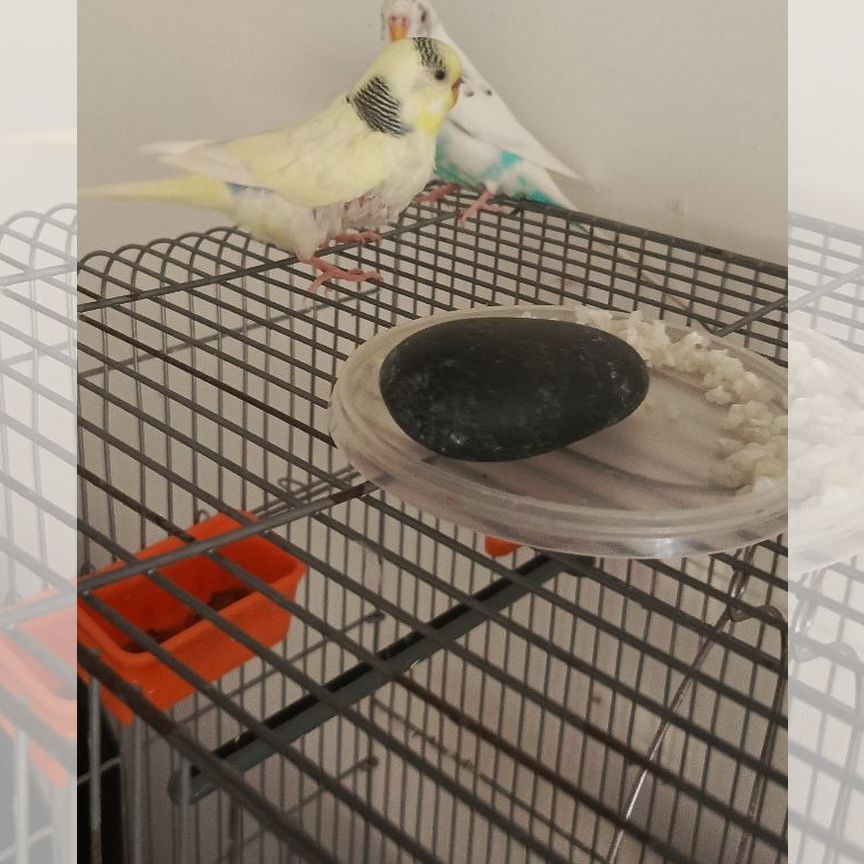 Волнистый попугай с клеткой