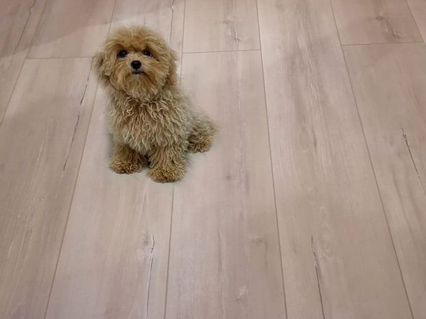 Мальтипу реальный Мини Тэдди кудряшик