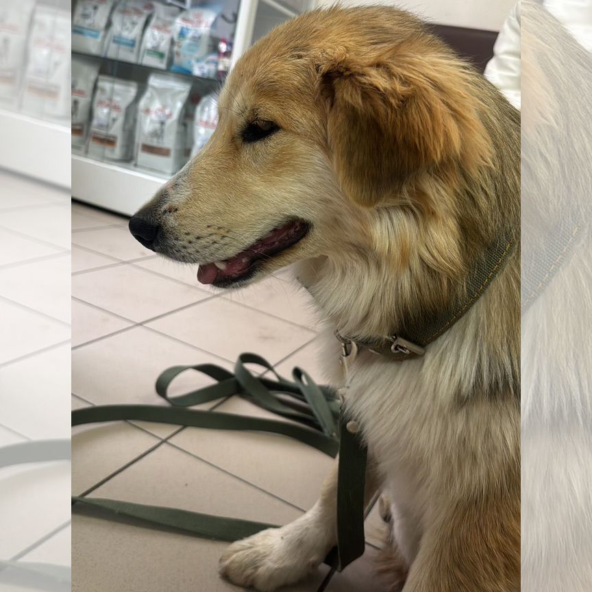 Собака в добрые руки