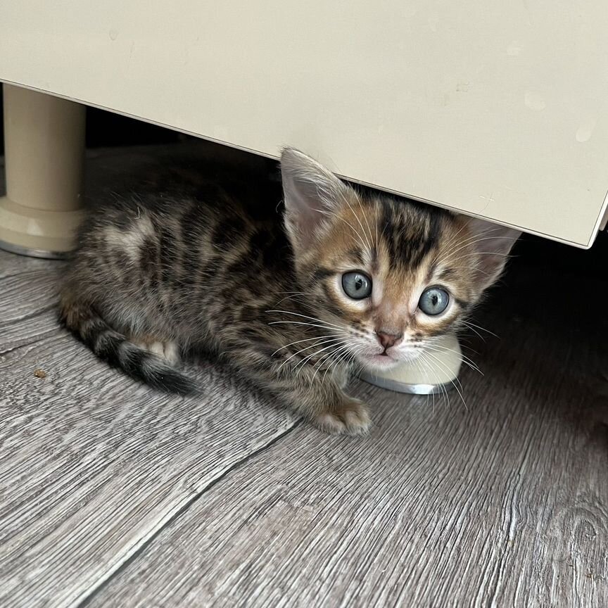 Бенгальские котята