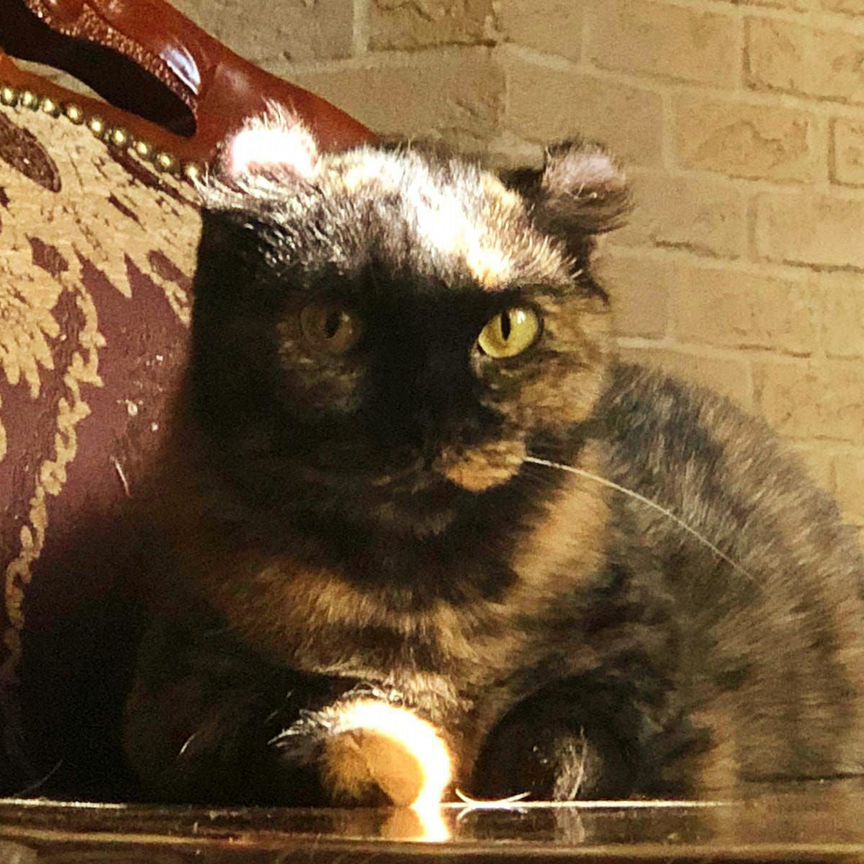 Кошечка экзотической внешности в добрые руки