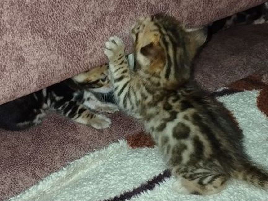 Бенгальские котята