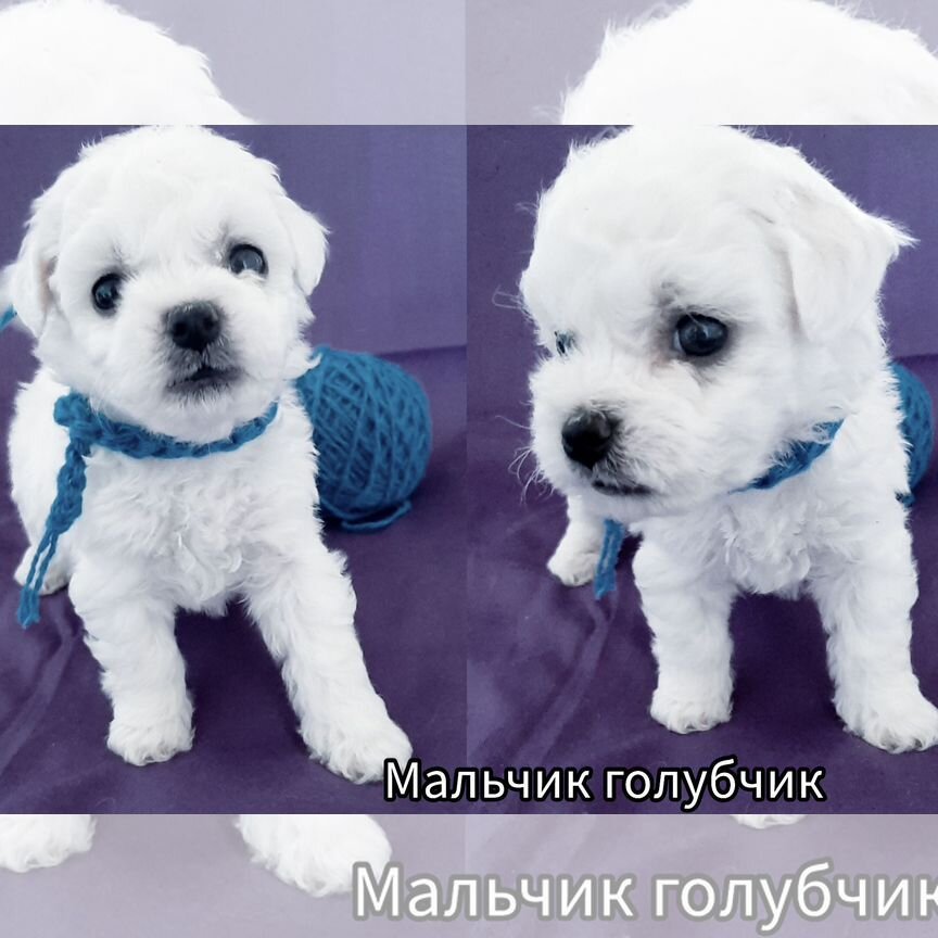 Бишон фризе нежное чудо