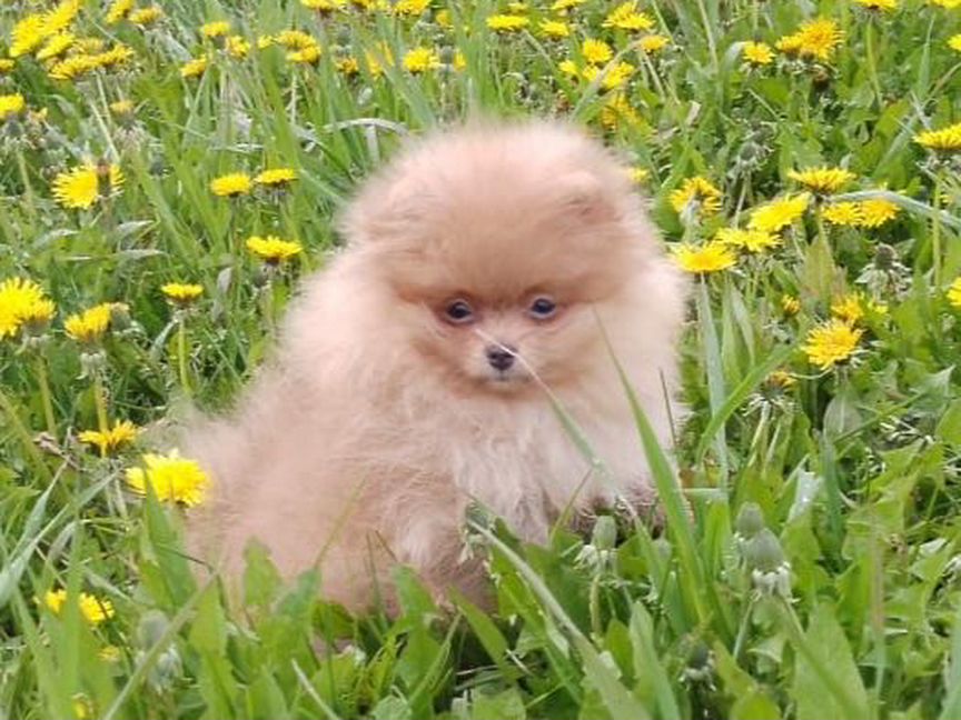 Померанский шпиц мини