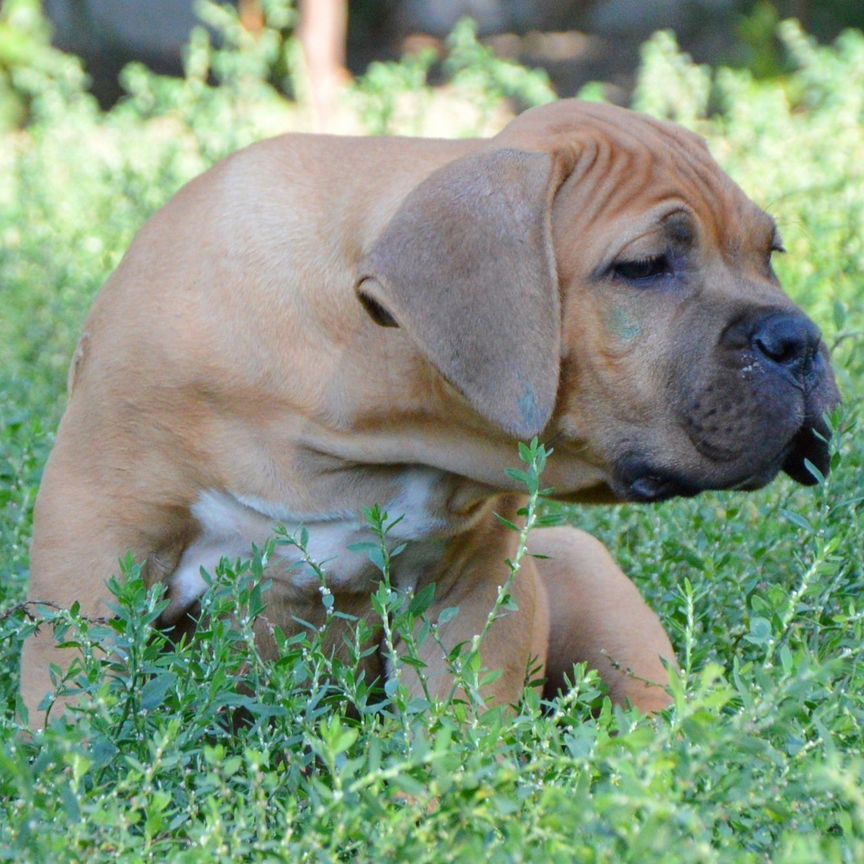 Рыжие кобели кане корсо