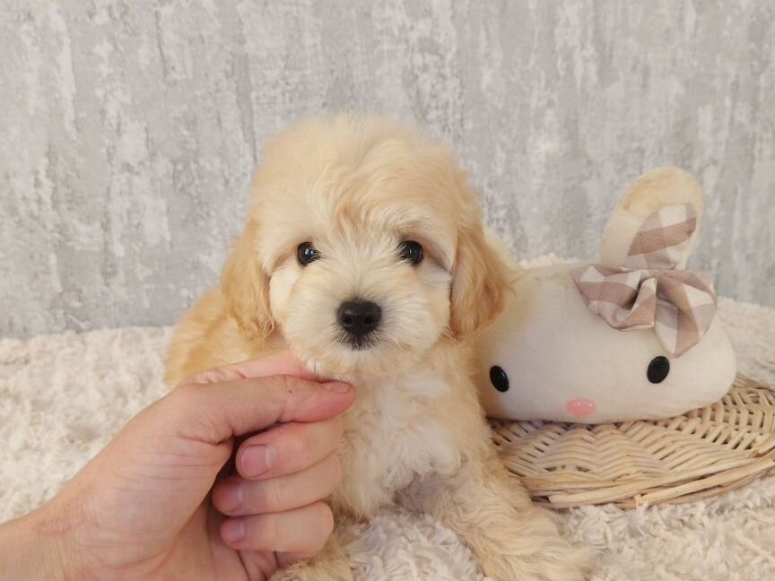 Щенки мальтипу maltipoo девочки супер