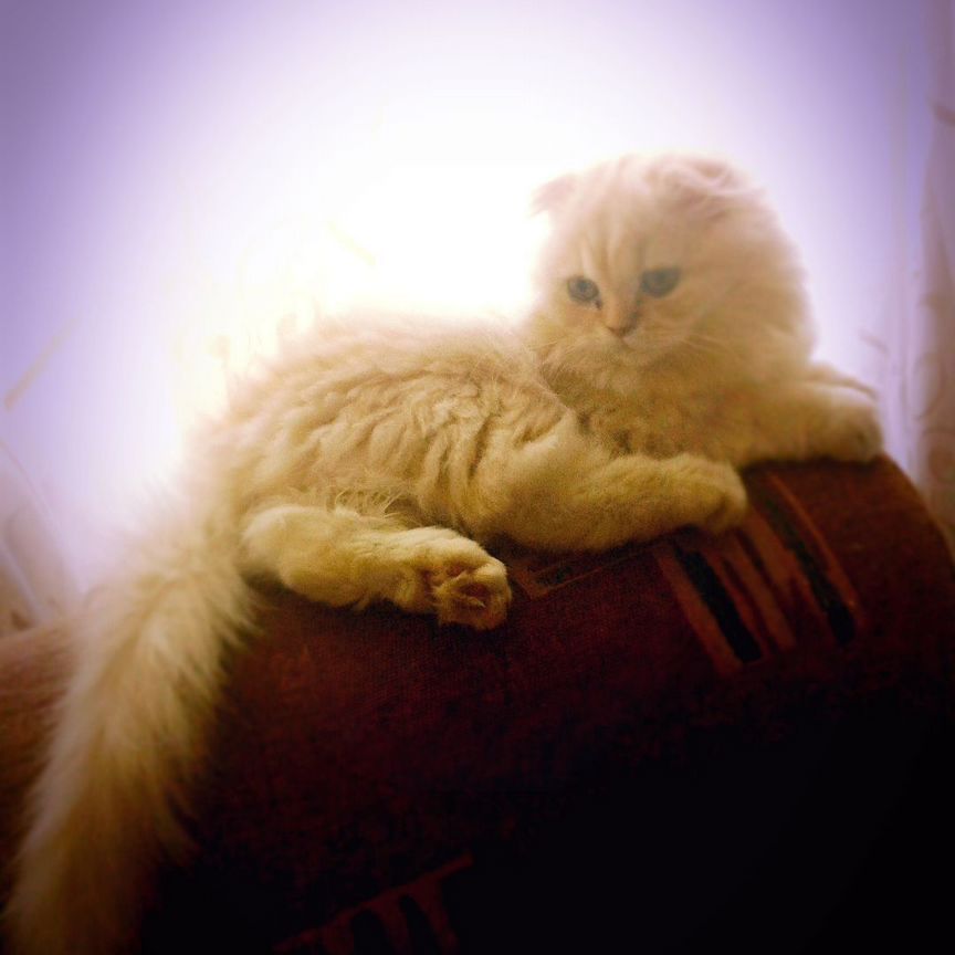 Шотландский котенок