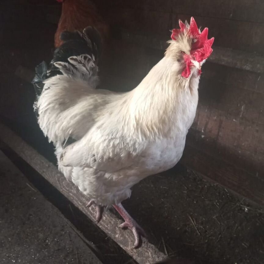 Петухи домашние молодые