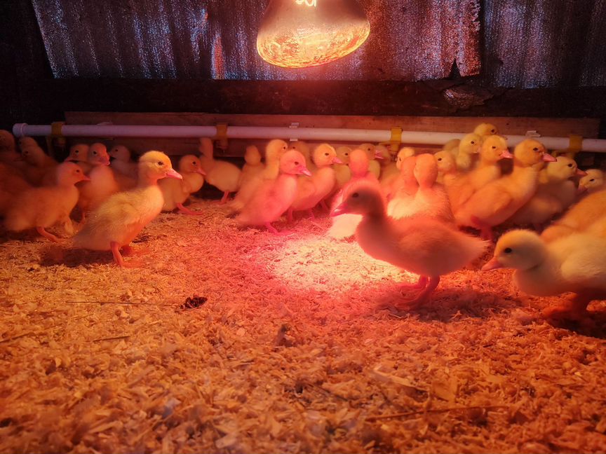 Утята Черри-Велли