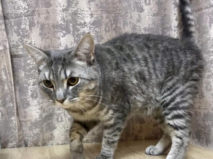 Красивый котик-подросток ищет дом