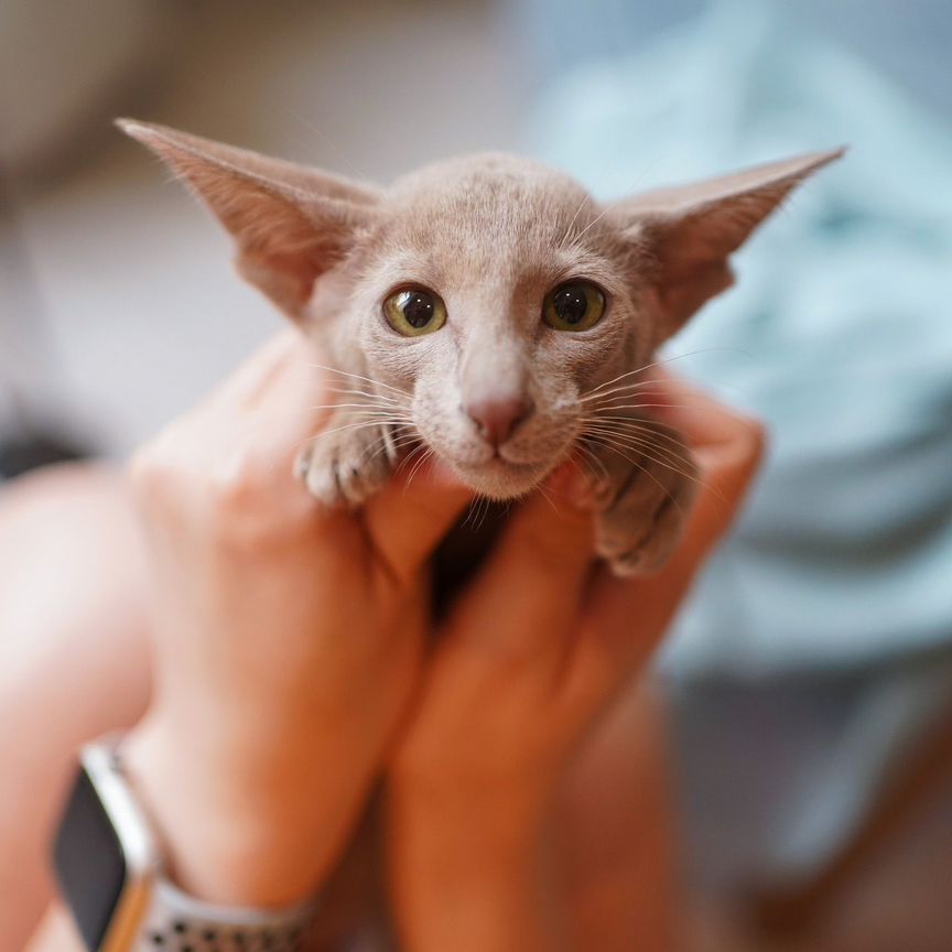 Ориентальное маленькое чудо