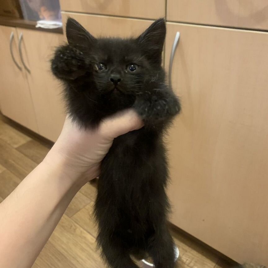Черный и трехцветный котенок