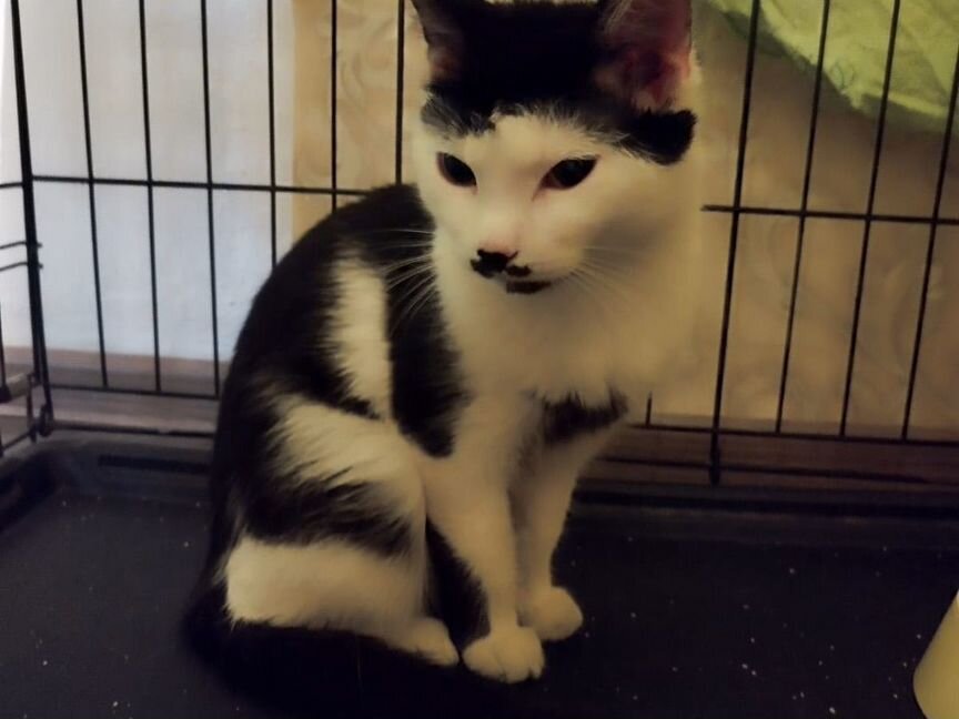 Котик с усиками в добрые руки