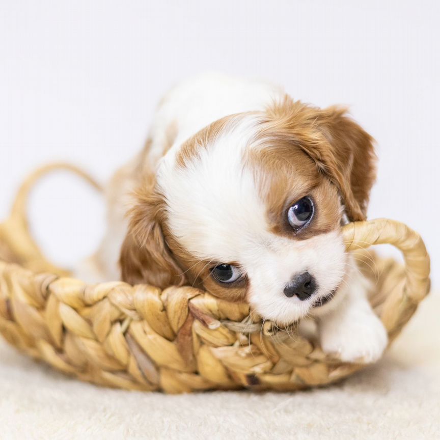 Кавалер кинг чарльз спаниель, мальчик РКФ