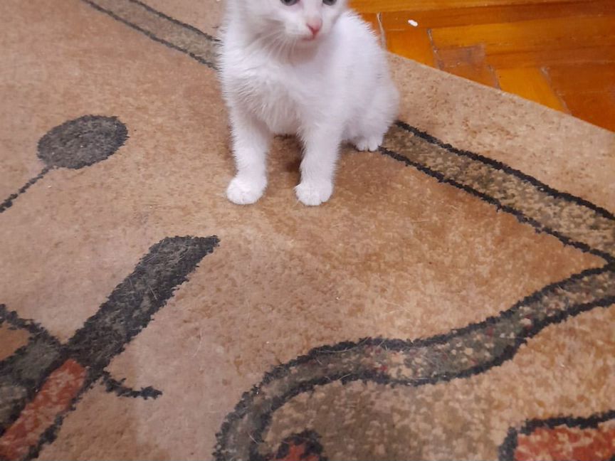 Котята в добрые руки мальчик