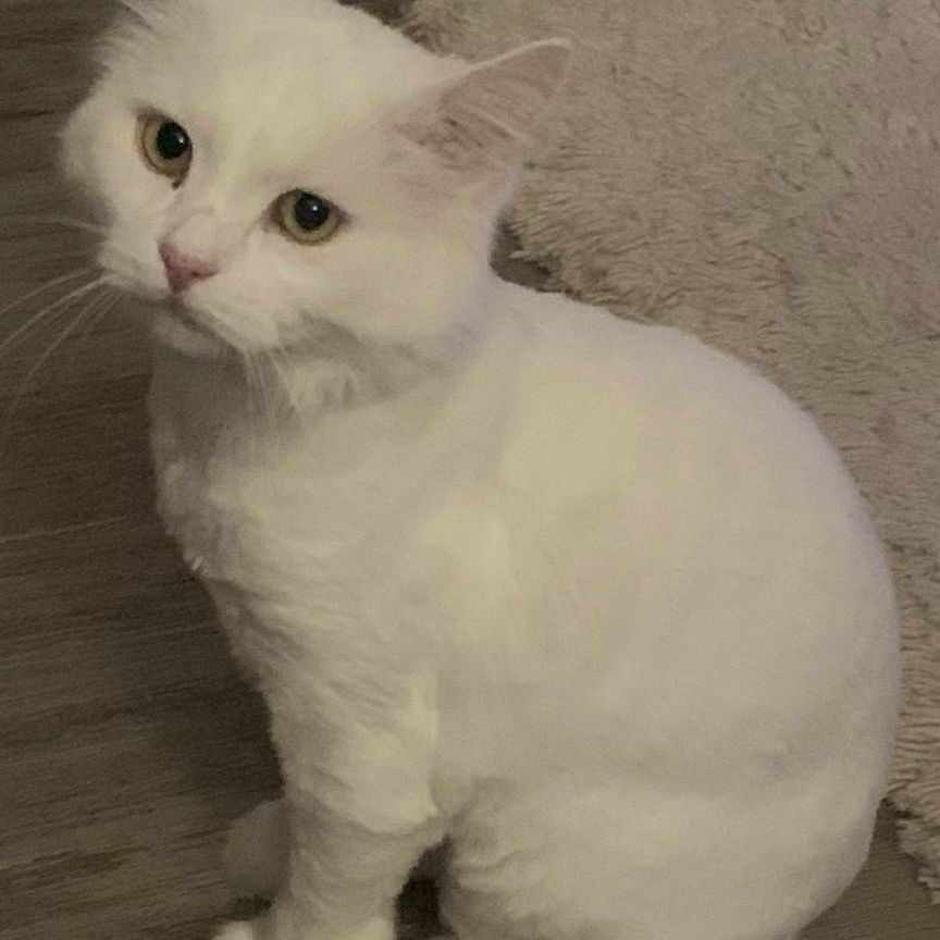 Шикарный ангорский кот в добрые руки