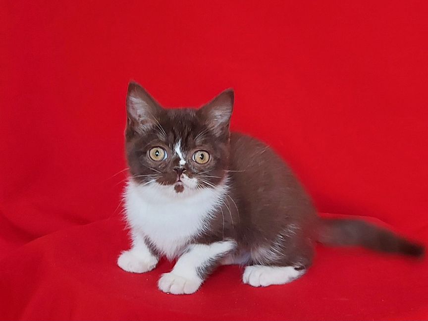 Котенок девочка шоколадная