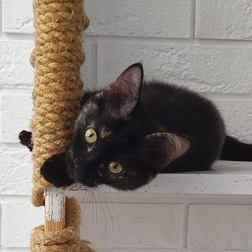 Котенок девочка в добрые руки