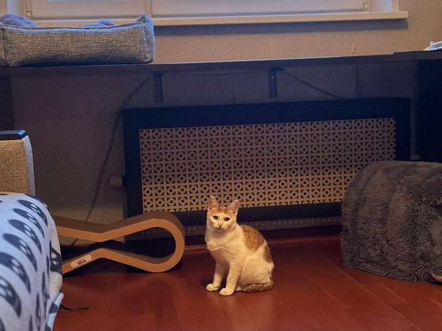Рыжий котенок в добрые руки