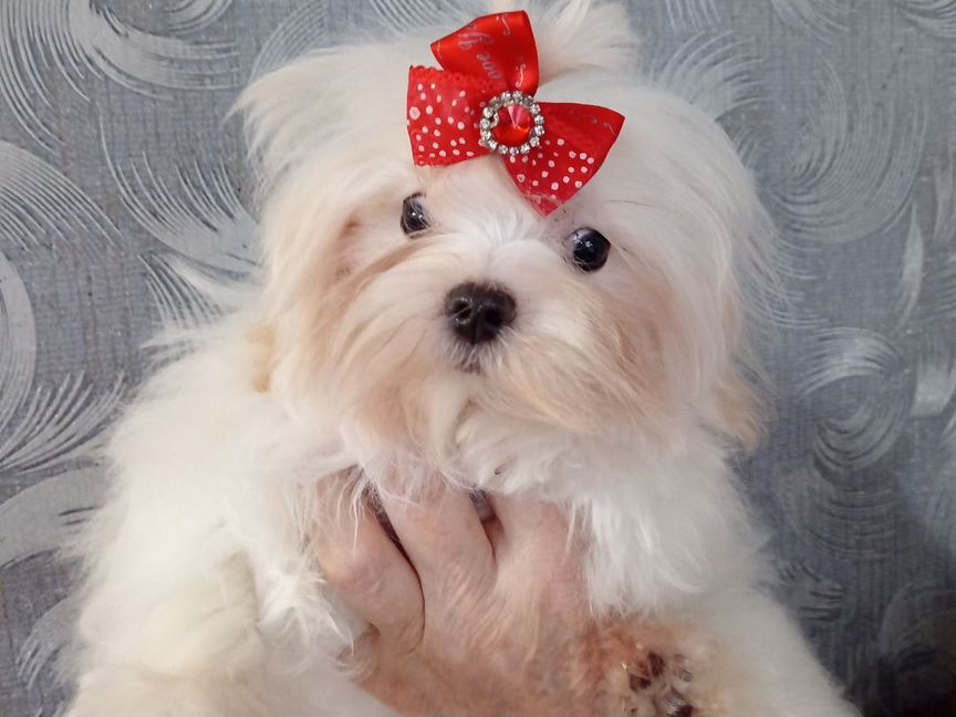 Маленький друг