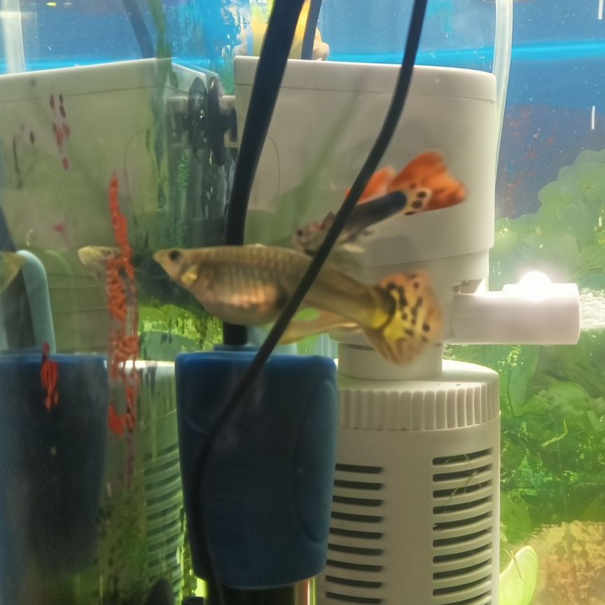 Аквариумные рыбки гуппи