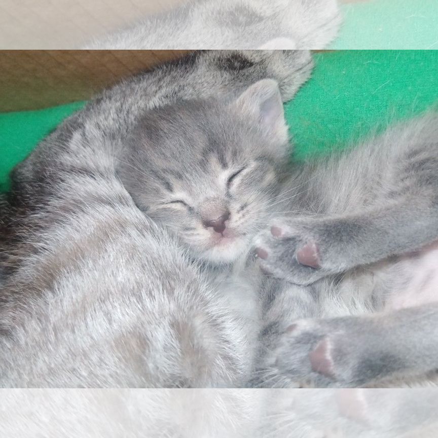 Котёнок в добрые руки