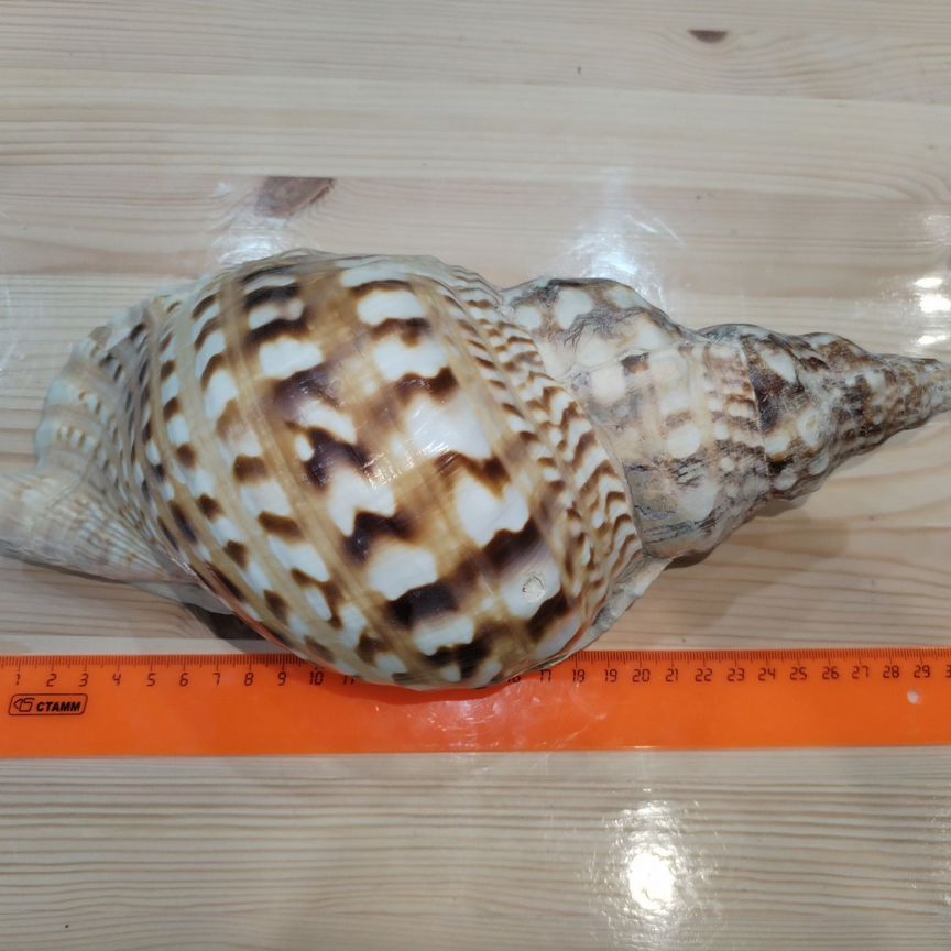 Раковина морская Харония Тритонис
