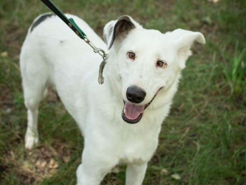 Молодой пес Кокос в добрые руки