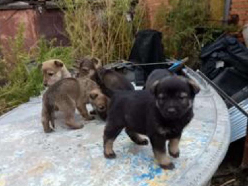 Щенки в добрые руки