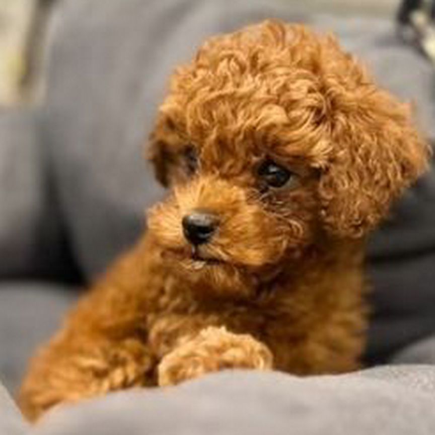 Той-пудель, щенок