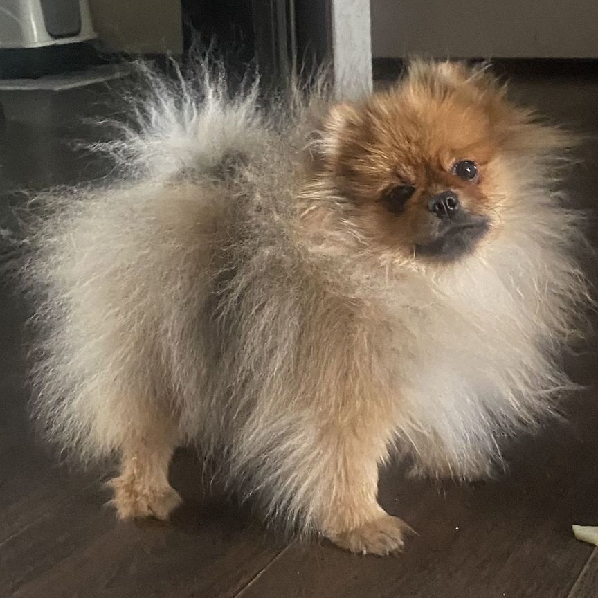 Немецкий шпиц, вязка