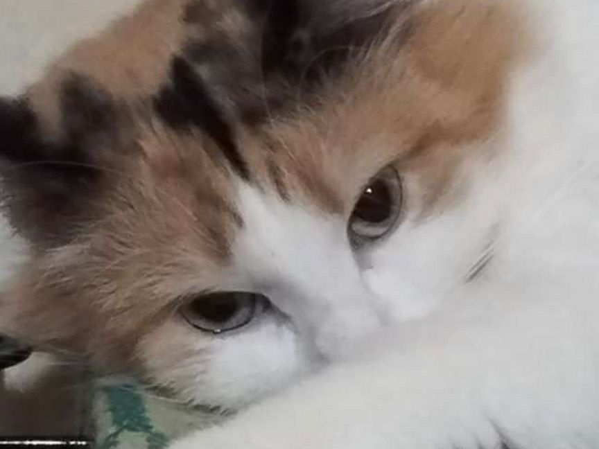 Кошка Клава