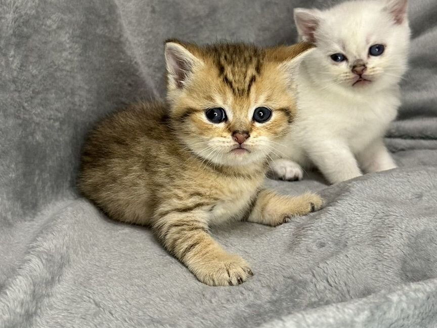 Шотландские котята редких окрасов