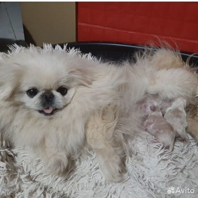 Мини пекинес