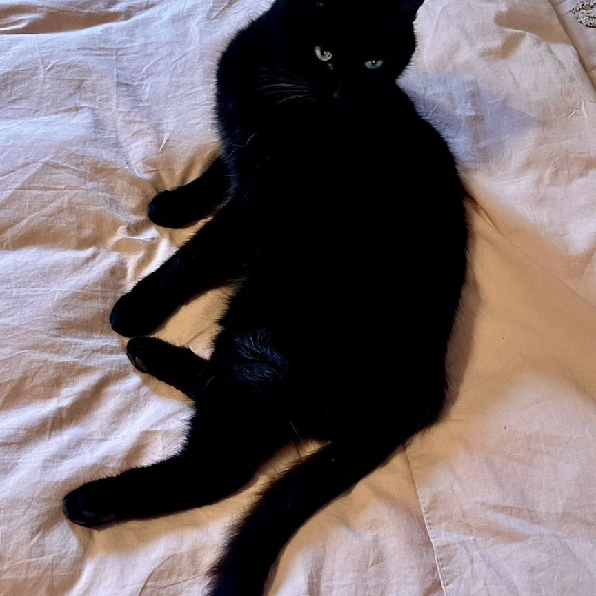 Кошка потеряшка