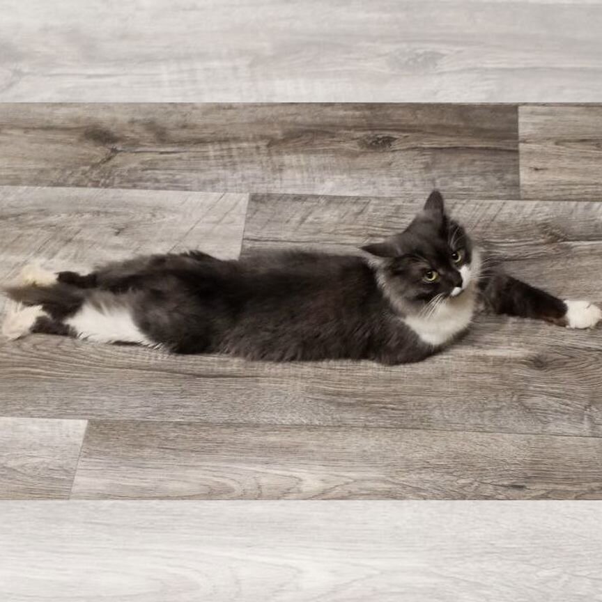 Взрослый кот в добрые руки