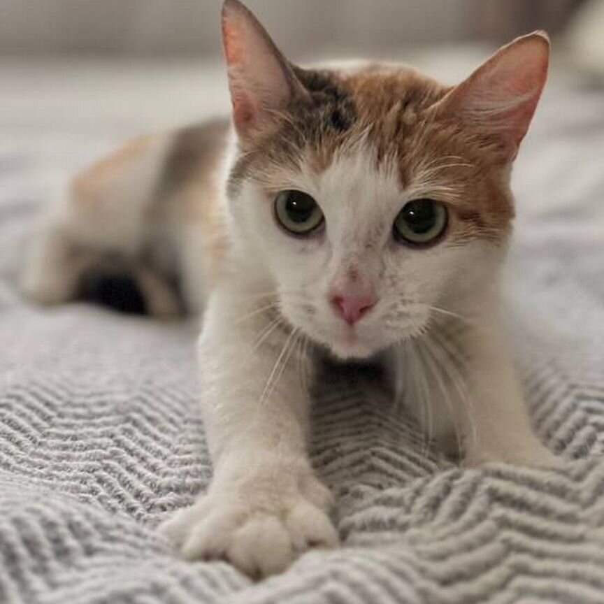 Взрослая, кошка в добрые руки