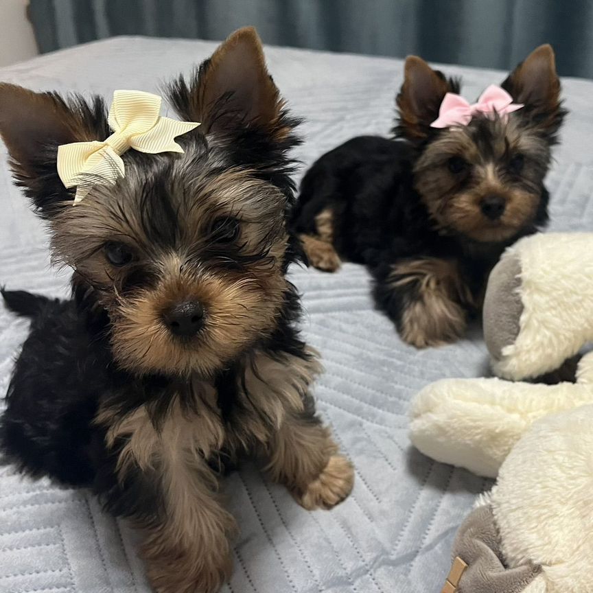 Йоркширский терьер, щенок