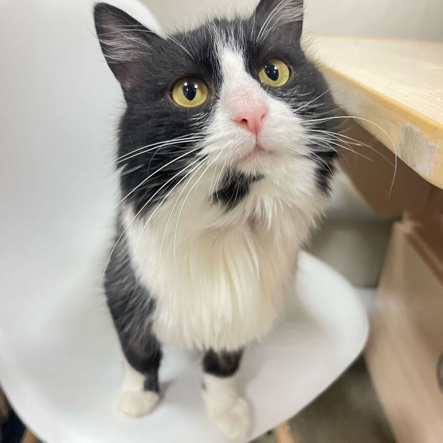 Кошечка Маска ждёт свою семью