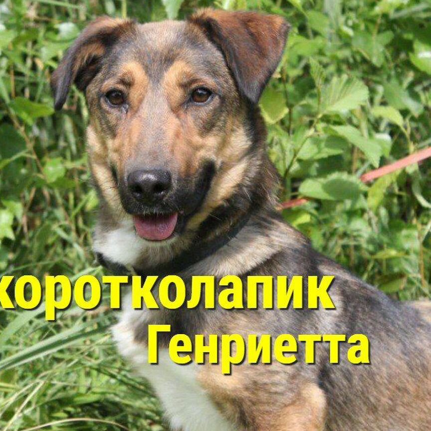 Взрослая собака в добрые руки