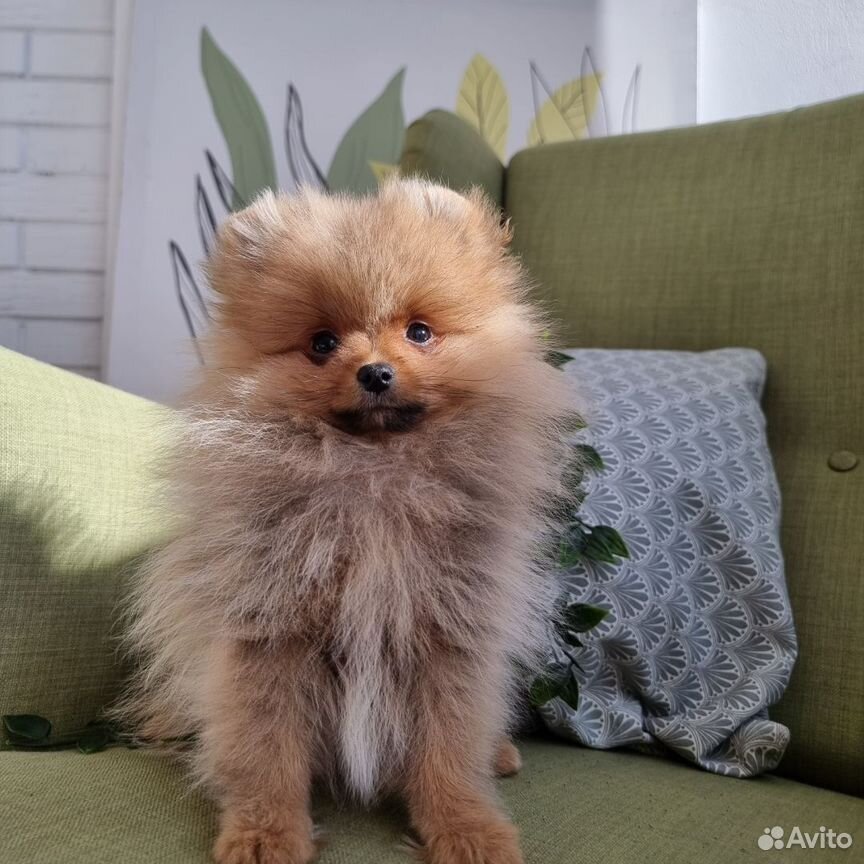 Померанский шпиц