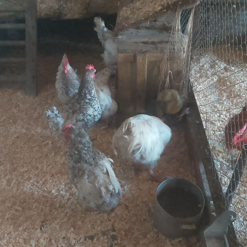 Инкубационное яйцо породистых кур