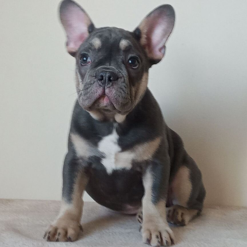 Французский бульдог