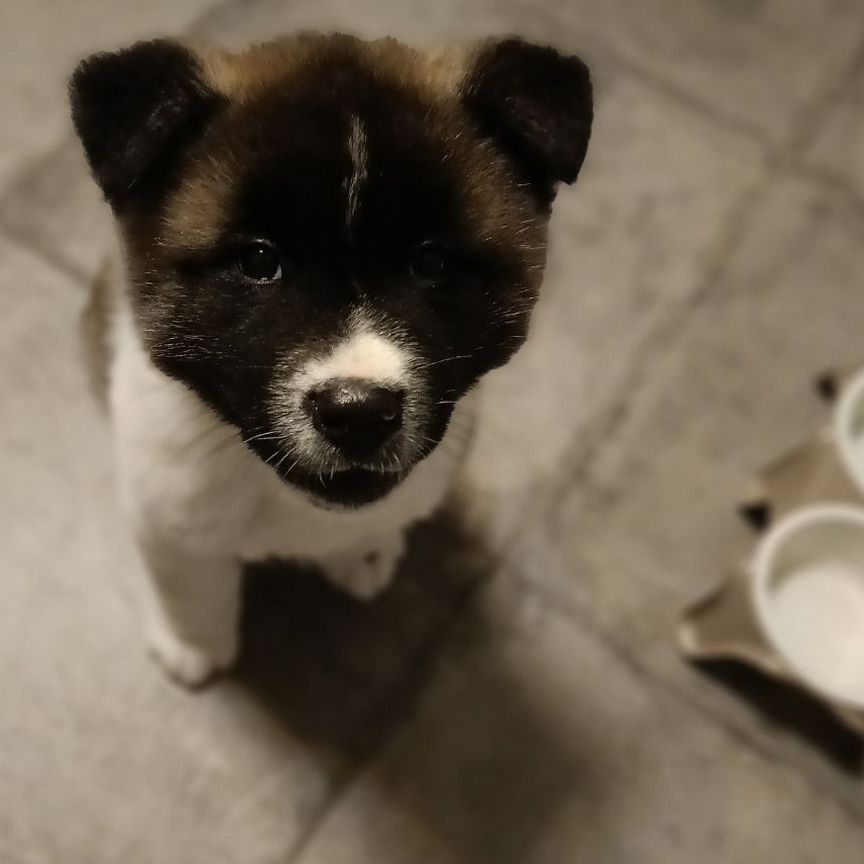 Американская акита, щенок