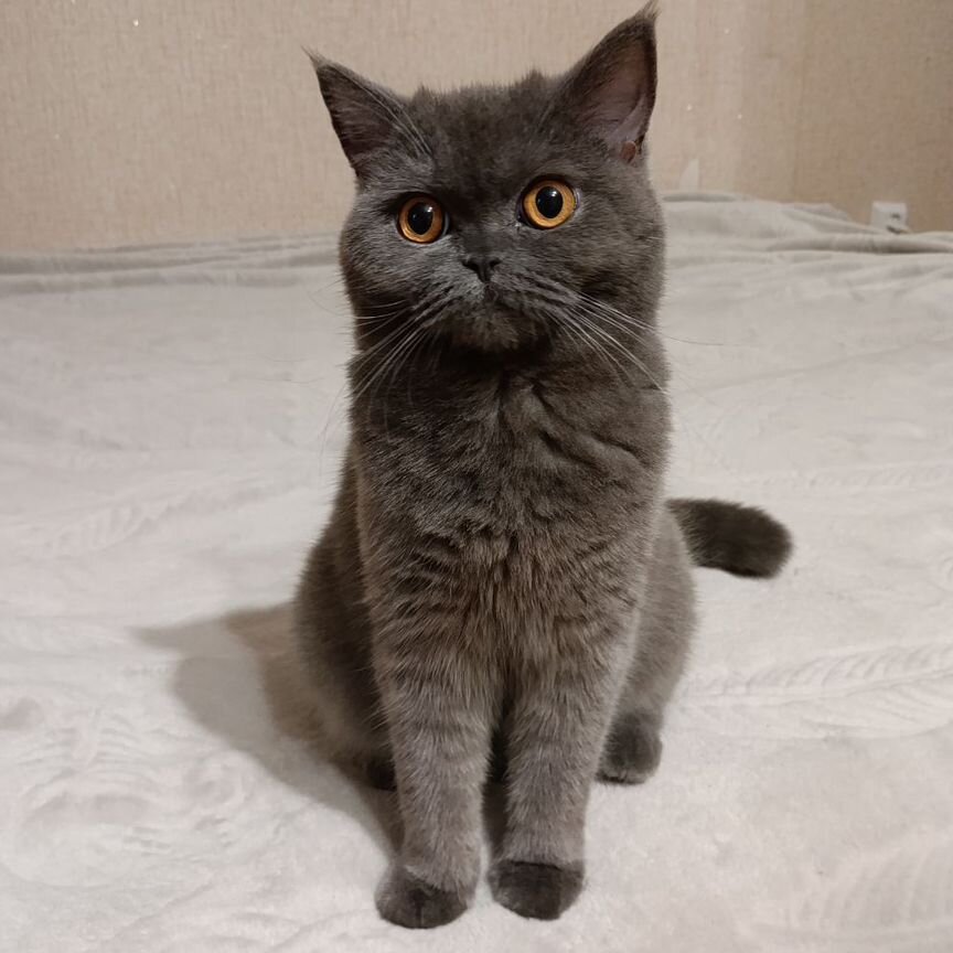 Шотландская прямоухая кошка