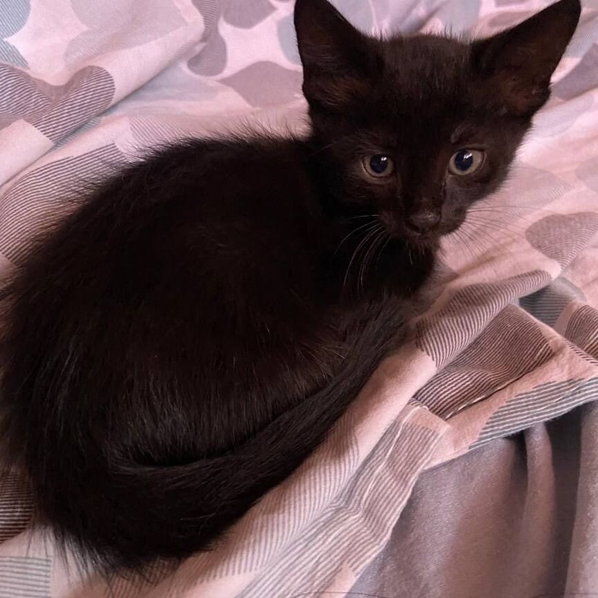 Котята в добрые руки бесплатно